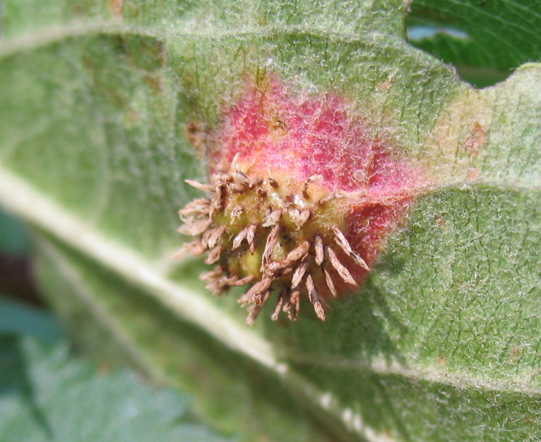 Crab-Apple Tree with Cedar-Apple Rust – Sandy's Plants, Disease and ...