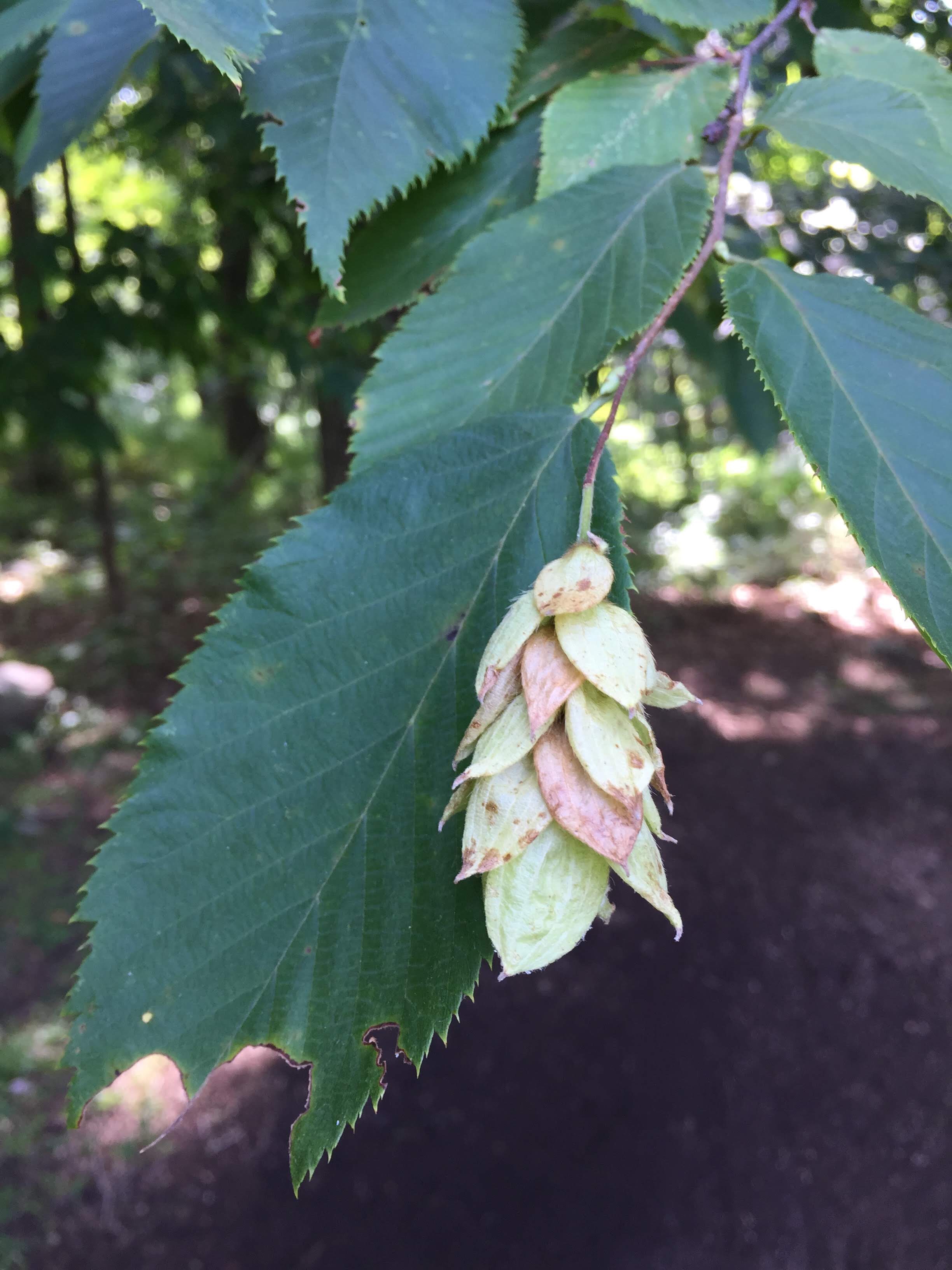 Ostrya virginiana – Eastern Ironwood or American Hop-hornbeam, Eastern ...
